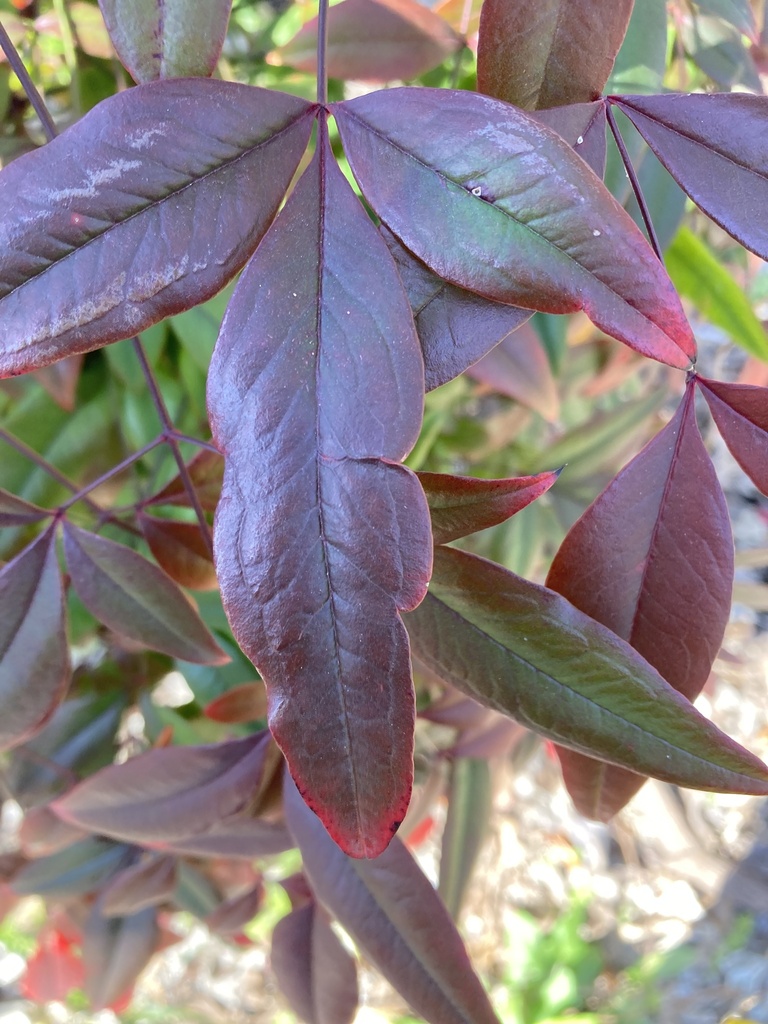 Heavenly bamboo from The University of Texas, Austin, TX, US on ...