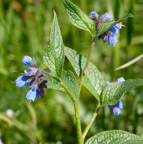 Rough Comfrey from Yenidoğan Köyü Yolu, 76502 Yenidoğan/Aralık/Iğdır, Türkiye on July 4, 2023 at ...