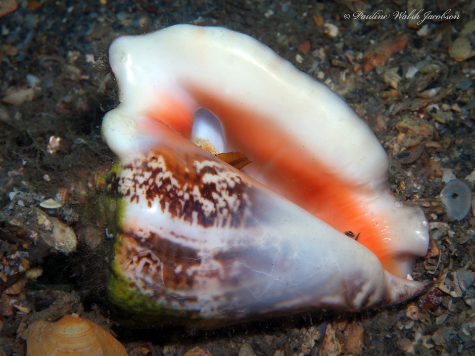 Hawkwing Conch from Riviera Beach, FL, USA on February 27, 2023 at 03: ...