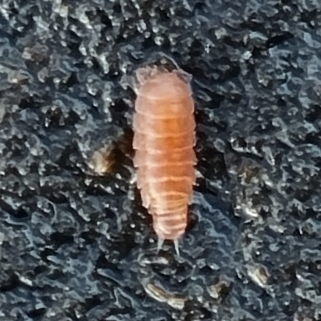 Common Pygmy Woodlouse from M C D Building, Horsefair Road, Waterton ...