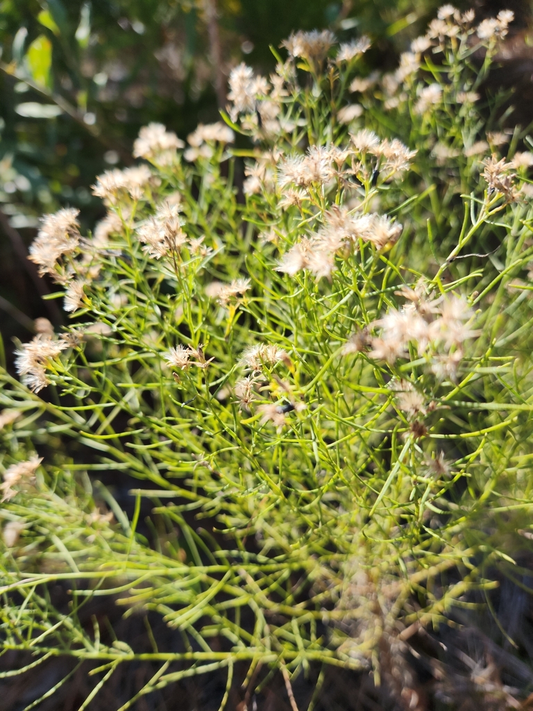 Coastal Dog Fennel from Venice, FL, USA on February 19, 2024 at 04:01 ...