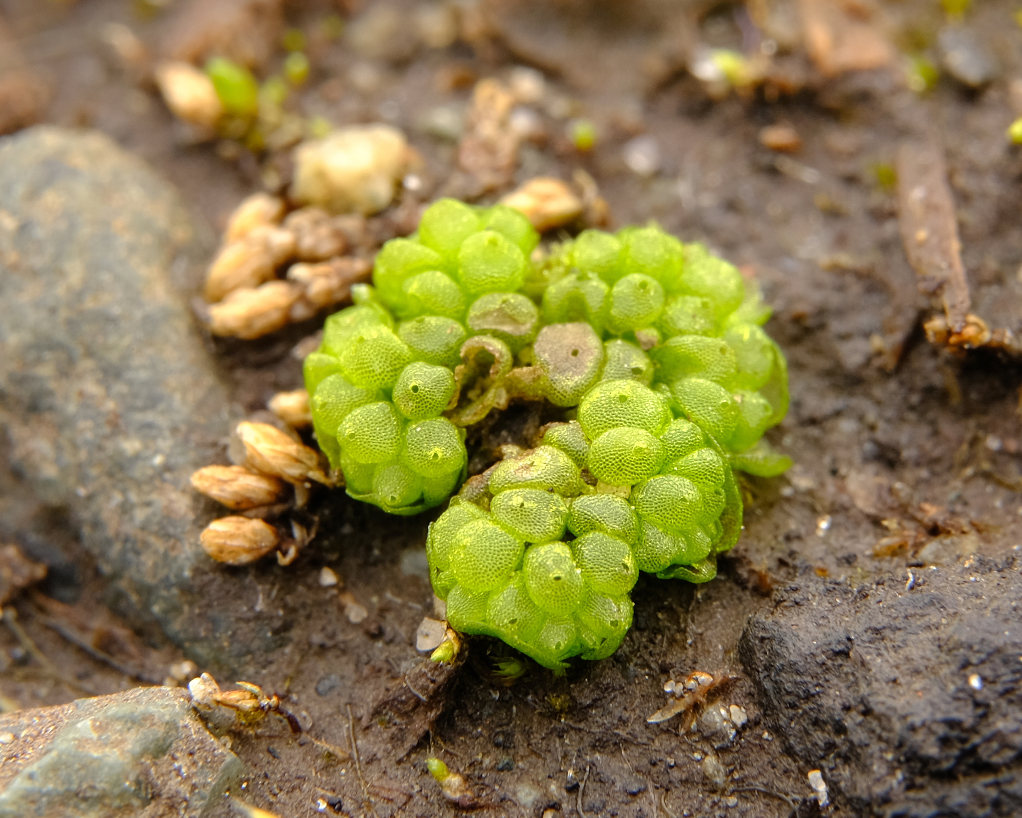 Examples Of Kingdom Plantae Organisms