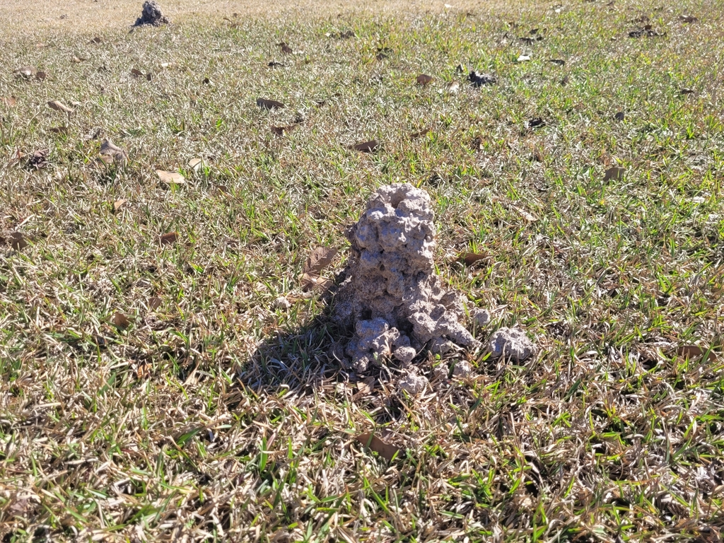 Creaserinus from Waveland on February 18, 2024 at 02:09 PM by ...