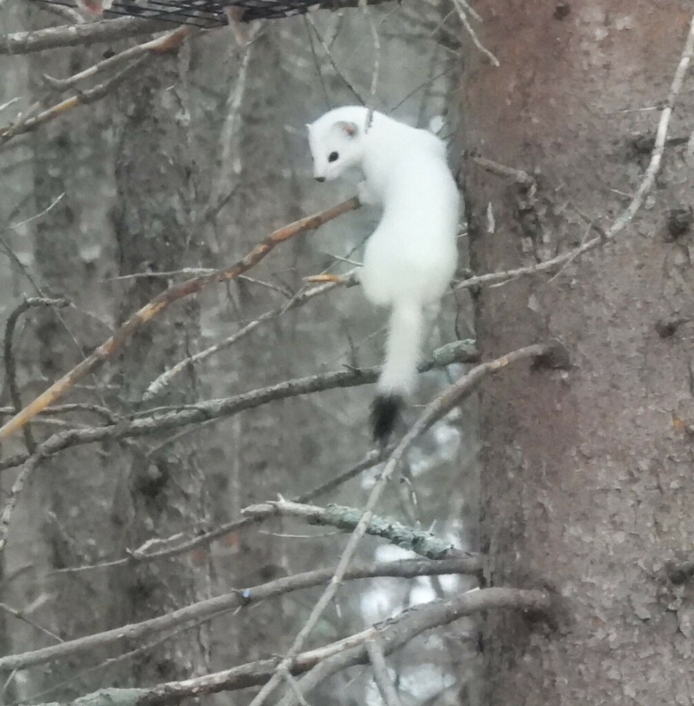 Short-tailed Weasel from St Louis County, MN, USA on February 17, 2024 ...