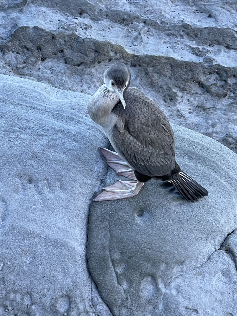 Spotted Shag from Tasman Sea, Nelson, NZ on February 20, 2024 at 08:57 ...