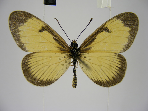 Acraea alciopoides · iNaturalist