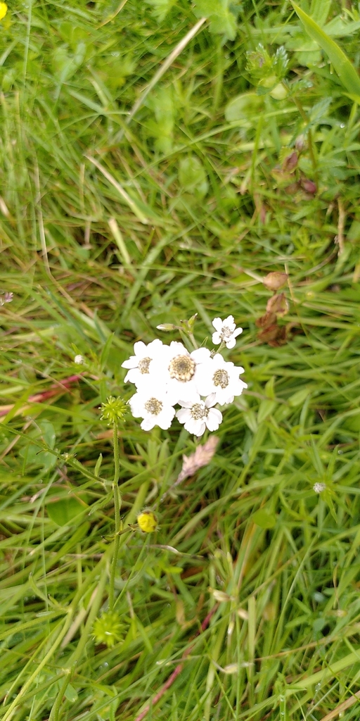 Sneezewort from Fetlar ZE2 9DJ, UK on 21 July, 2023 at 11:45 AM by ...