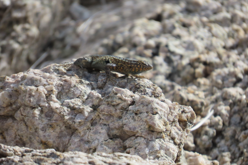 Common Side-blotched Lizard from Riverside County, CA, USA on February ...