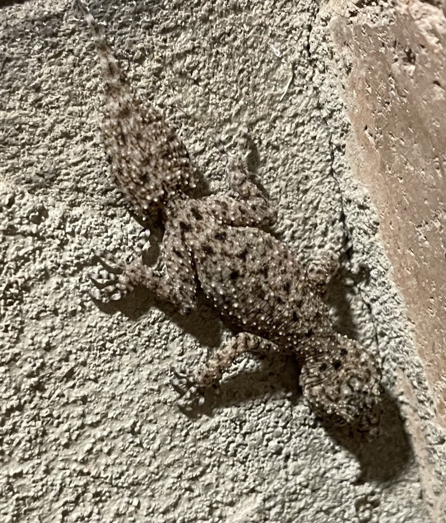 Broad-tailed Gecko from Bayley St, Marrickville, NSW, AU on February 17 ...