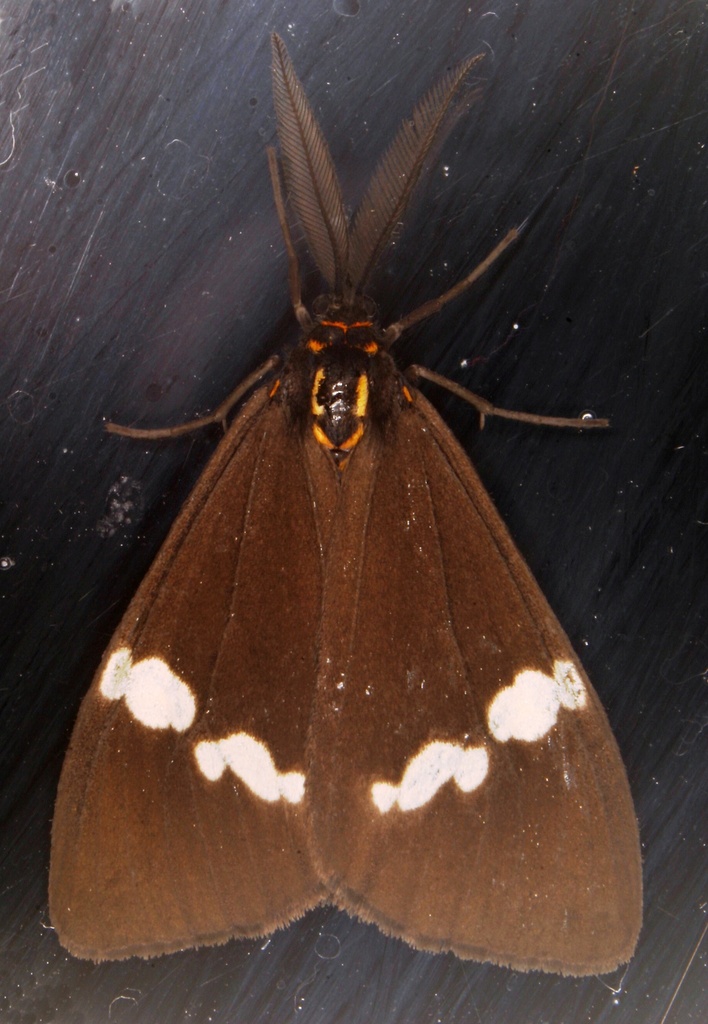 New Zealand Magpie Moth from 141 State Highway 1, Waitahanui 3378, New ...