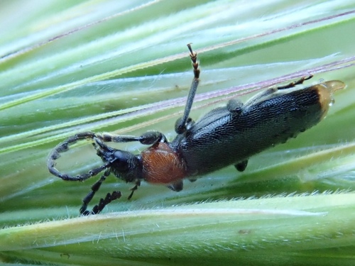 Pedilus bardii · iNaturalist Mexico
