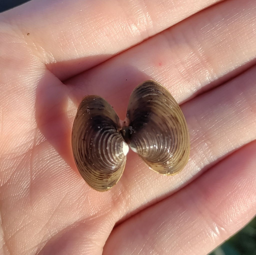 Asian Clam from Humble, TX, USA on February 19, 2024 at 04:46 PM by ...