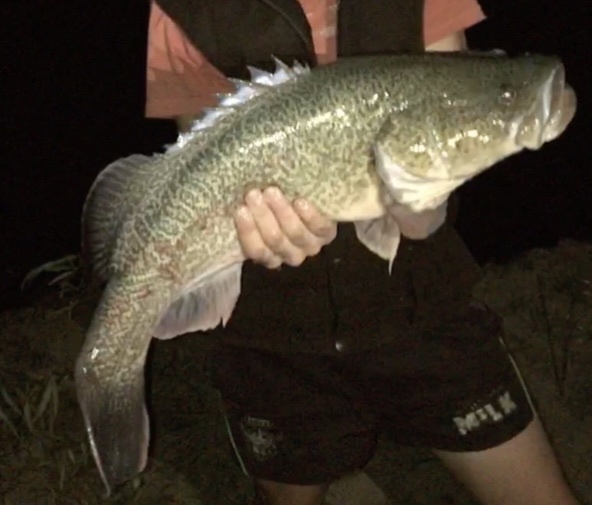 Murray Cod in December 2019 by Kagan Vainisi · iNaturalist