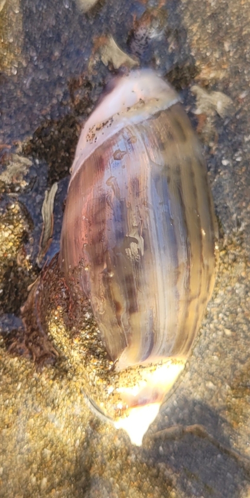 Olive Snails from H72X+5XC, Guanacaste Province, Coco, Costa Rica on ...