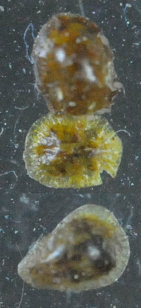 Soft scales in September 2022 by John Sankey · iNaturalist