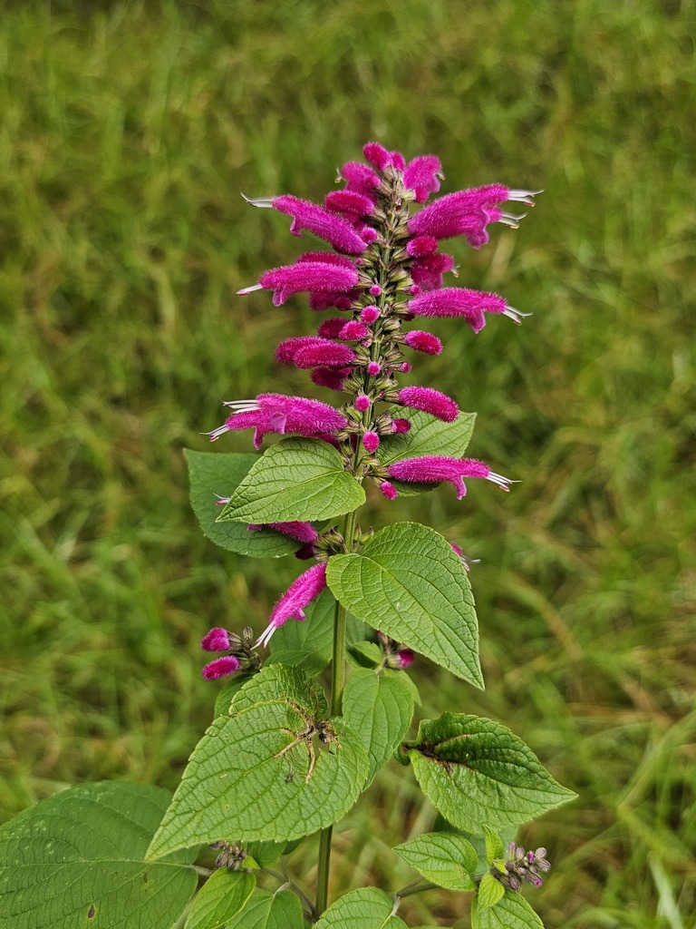 Mexican fuchsia sage from Queréndaro, Michoacán, Mexico on January 7 ...