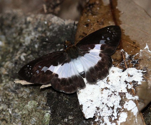 White Yellow-breasted Flat (Gerosis sinica) · iNaturalist