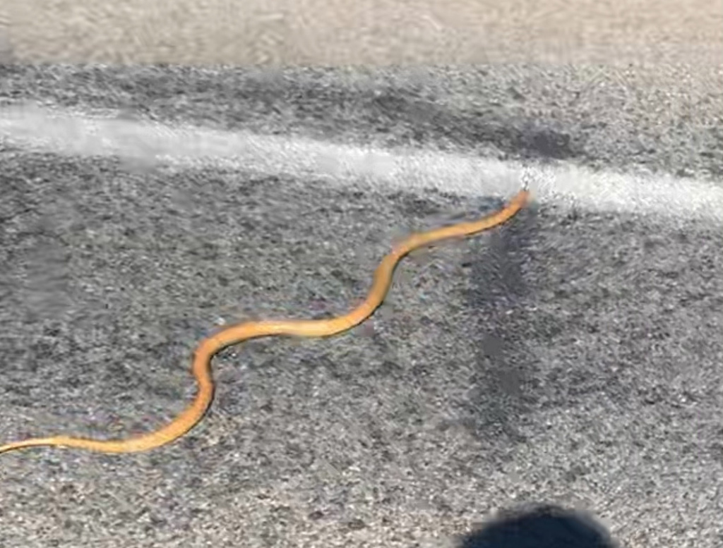 Western Brown Snake from Olympic Dam Way, Roxby Downs, SA, AU on ...