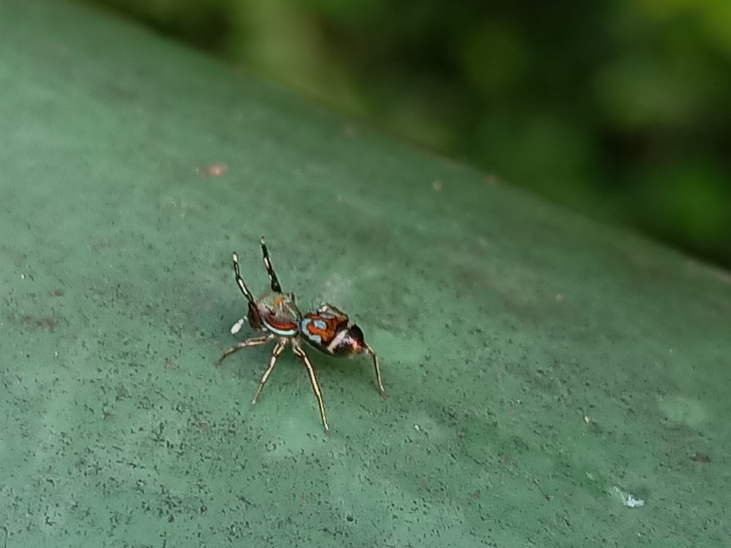Jade Jumping Spider from PCN - Lornie Nature Corridor on February 17 ...