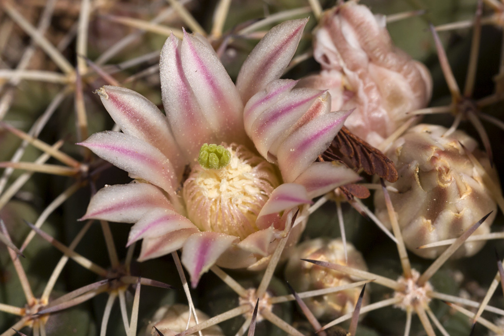 little nipple cactus (Flowering Plants of the Trans-Pecos of Texas ...
