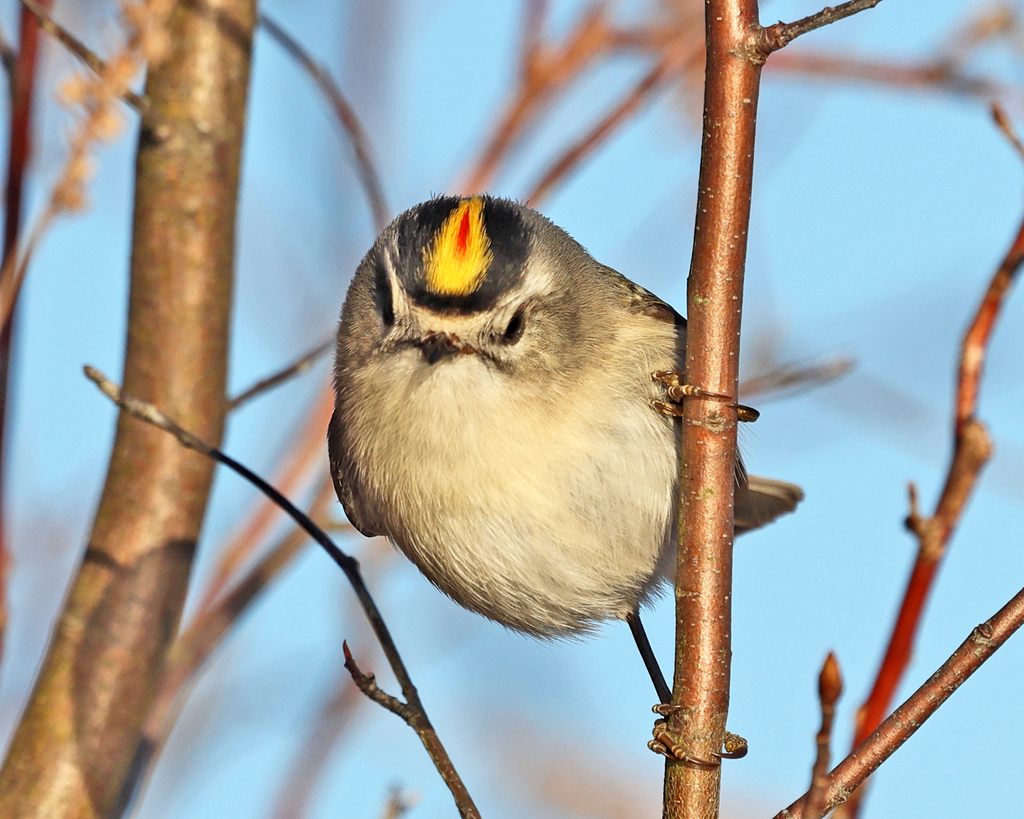 Golden-crowned Kinglet from Townsend Harbor Pond, Townsend, MA, USA on ...