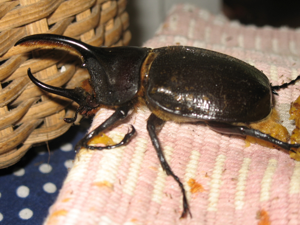 Central American Hercules Beetle from Alajuela Province, La Fortuna ...