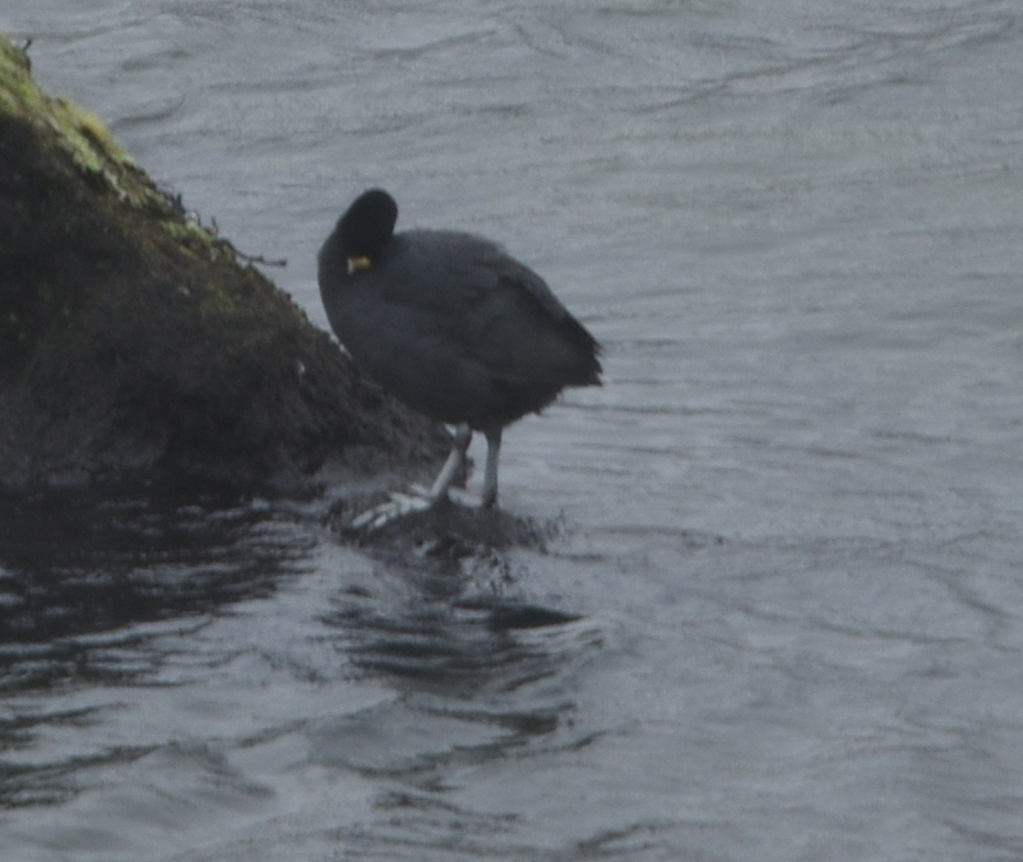 Slate-colored Coot from Archidona Canton, Ecuador on February 10, 2024 ...