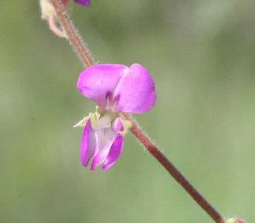 Christia australasica · iNaturalist