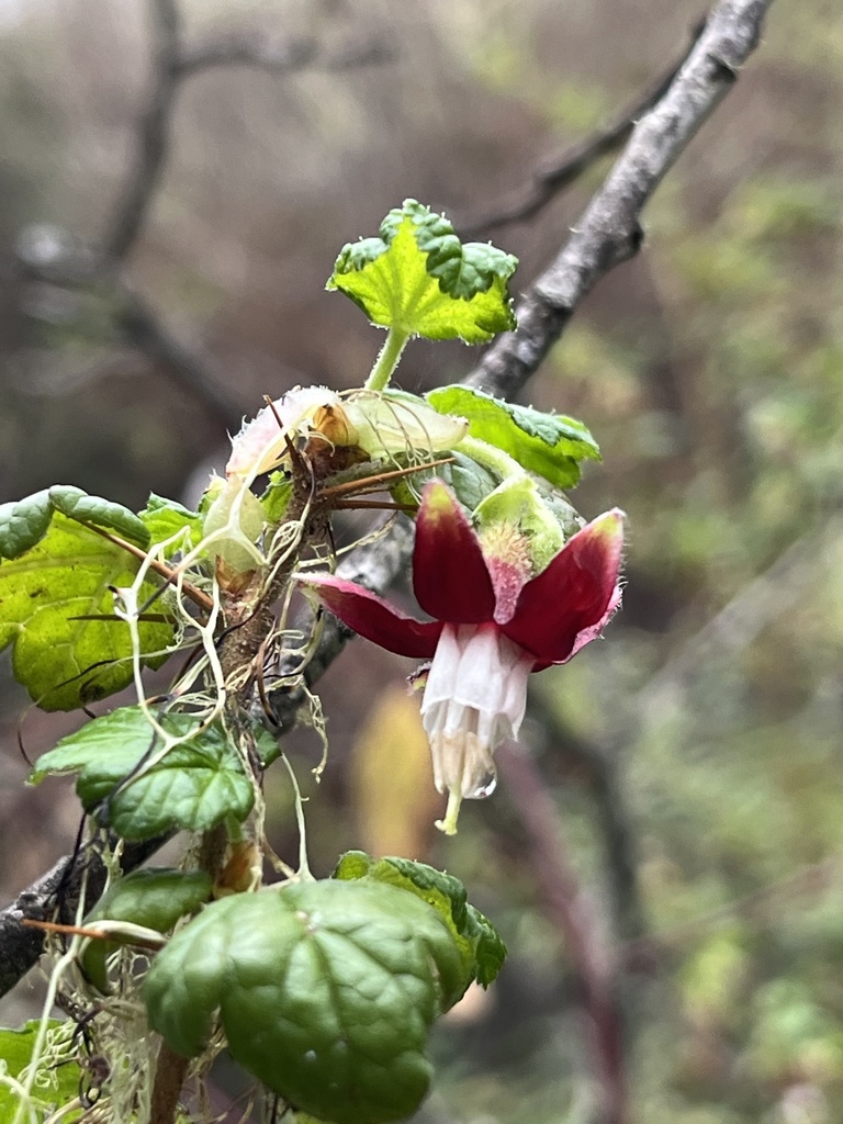 canyon gooseberry from Coon Creek Trail, Los Osos, CA, US on February ...