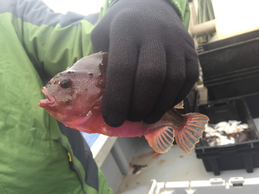 Lumpfish in June 2018 by taeyacarl · iNaturalist