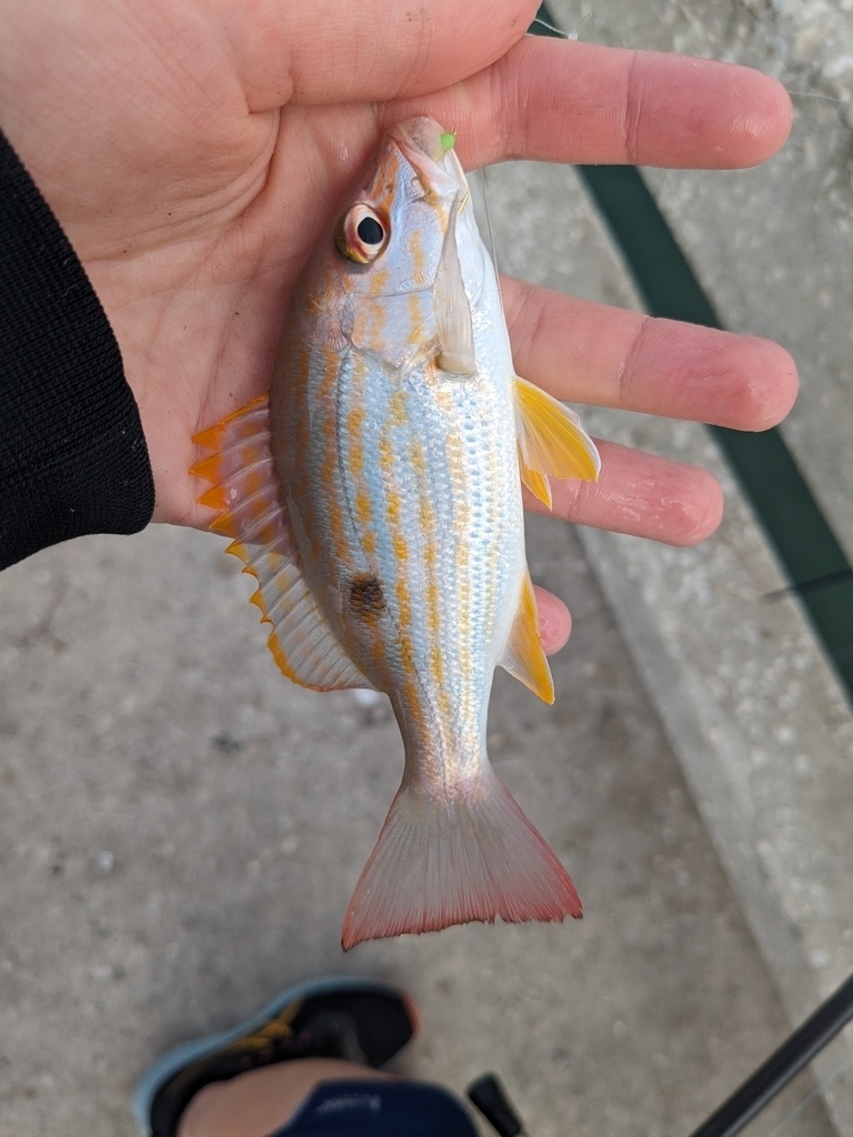 Lane Snapper (How to identify Lutjanus snapper in the gulf of mexico ...