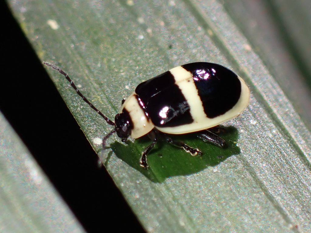Asphaera transversofasciata from San José Province, Rivas, Costa Rica ...