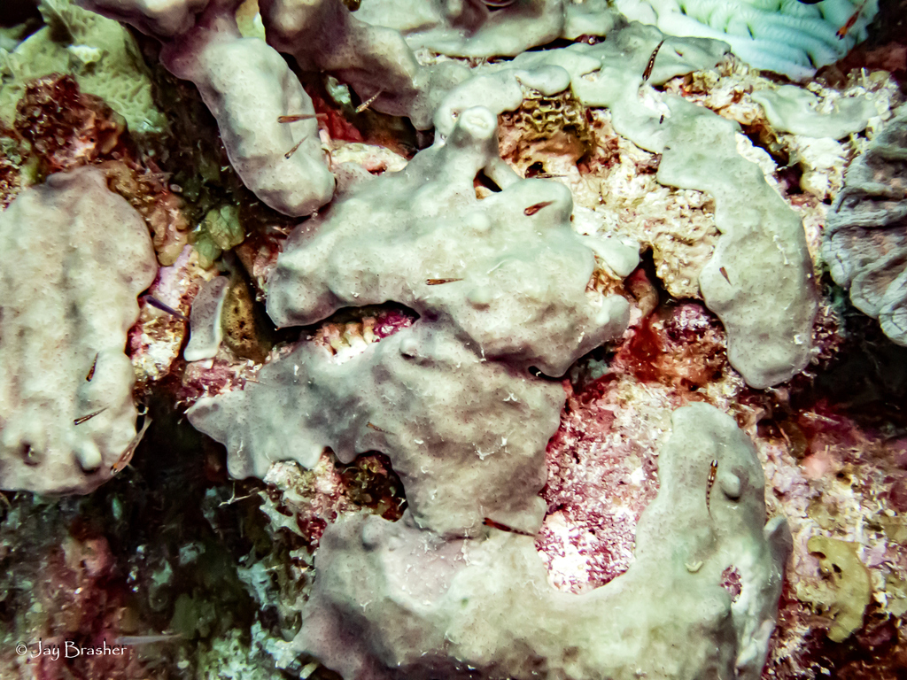 Trididemnum solidum from Bonaire, Weber's Joy Reef, Caribbean ...