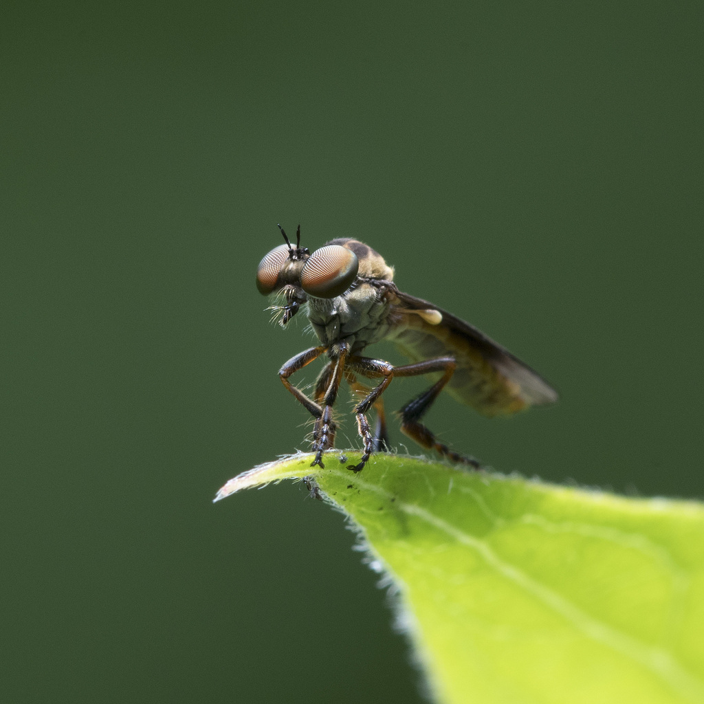 Gnat Ogres from Montgomery County, OH, USA on July 18, 2022 at 12:27 PM ...