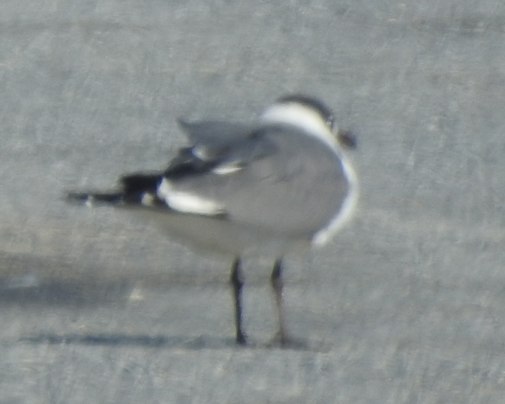 Laughing Gull from Ocean City, MD, USA on February 19, 2024 at 12:06 PM ...