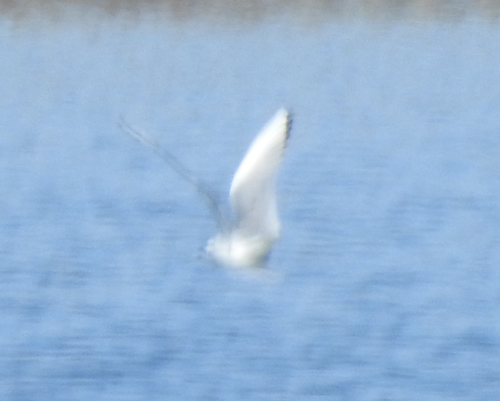 Bonaparte's Gull from Hurlock, MD 21643, USA on February 19, 2024 at 01 ...