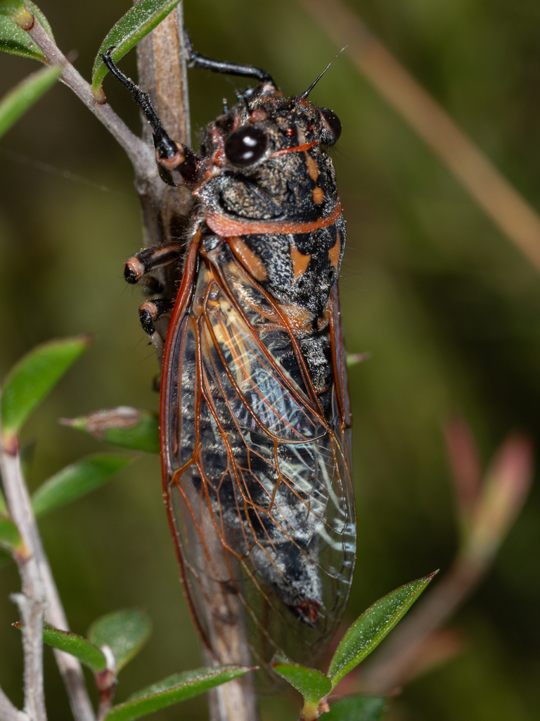 Golden Twanger from , Tasmania, Australia on January 3, 2024 at 11:27 ...