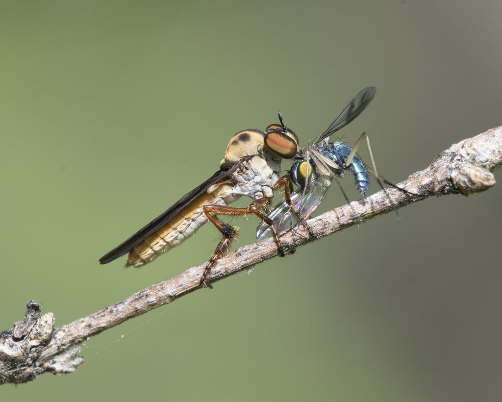 Gnat Ogres from Montgomery County, OH, USA on July 25, 2022 at 09:52 AM ...