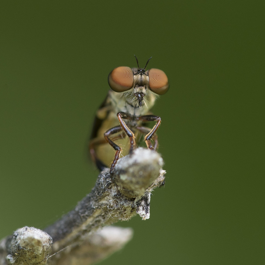 Gnat Ogres from Montgomery County, OH, USA on July 25, 2022 at 10:22 AM ...