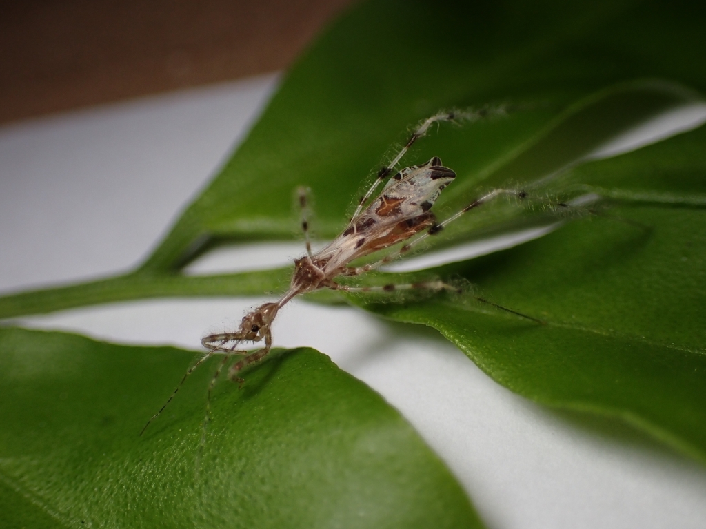 Spider Assassin Bugs from Ton Pao on February 20, 2024 at 08:41 AM by ...