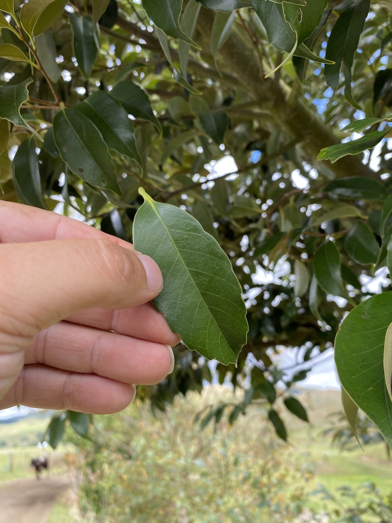 Japanese Chinquapin from North Island, Cambridge, Waikato, NZ on 20 ...
