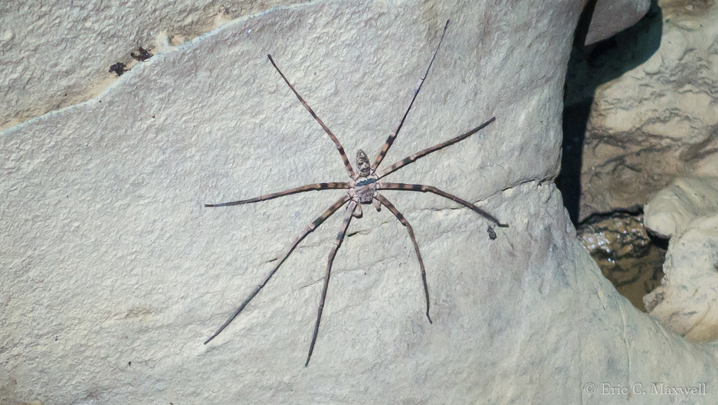 Giant Huntsman Spider in March 2018 by Eric C. Maxwell · iNaturalist