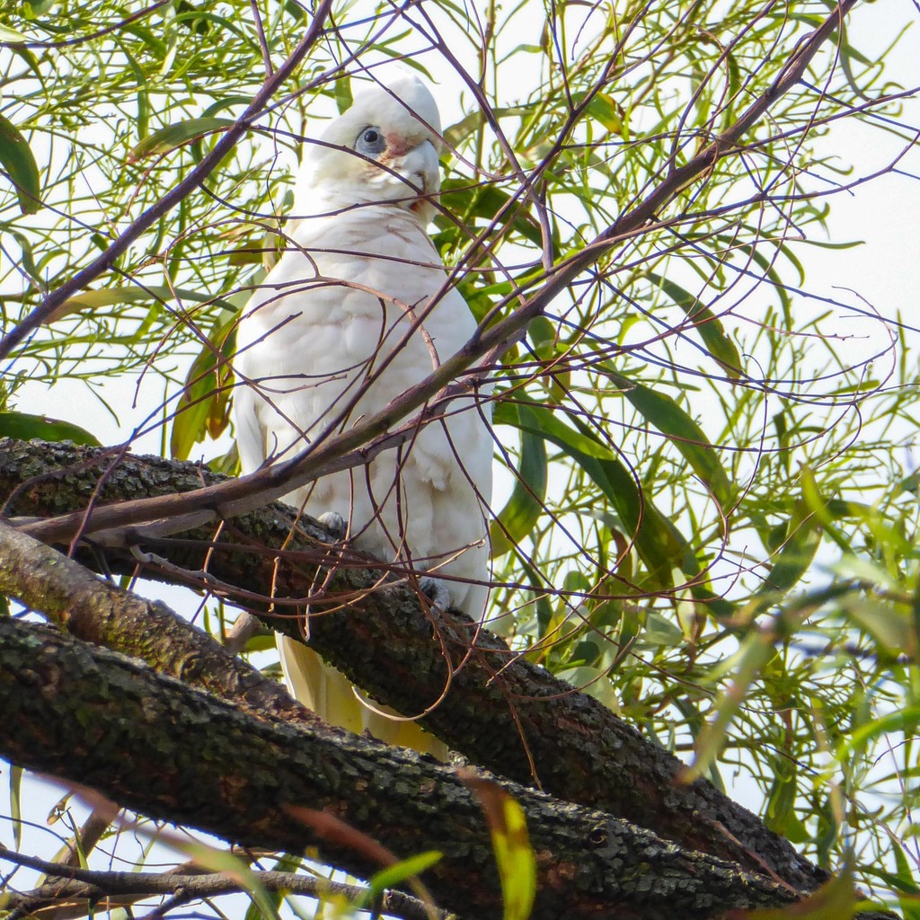 Little Corella from Forest Hill VIC 3131, Australia on February 20 ...