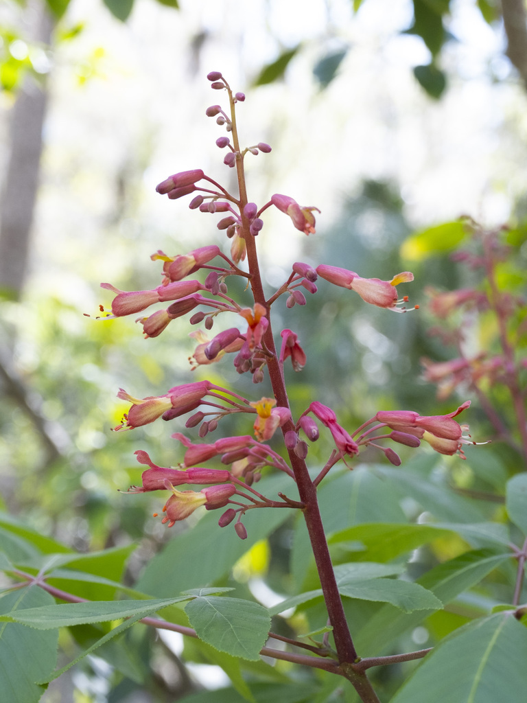 Red Buckeye (Wetland Plants of Georgia) · iNaturalist