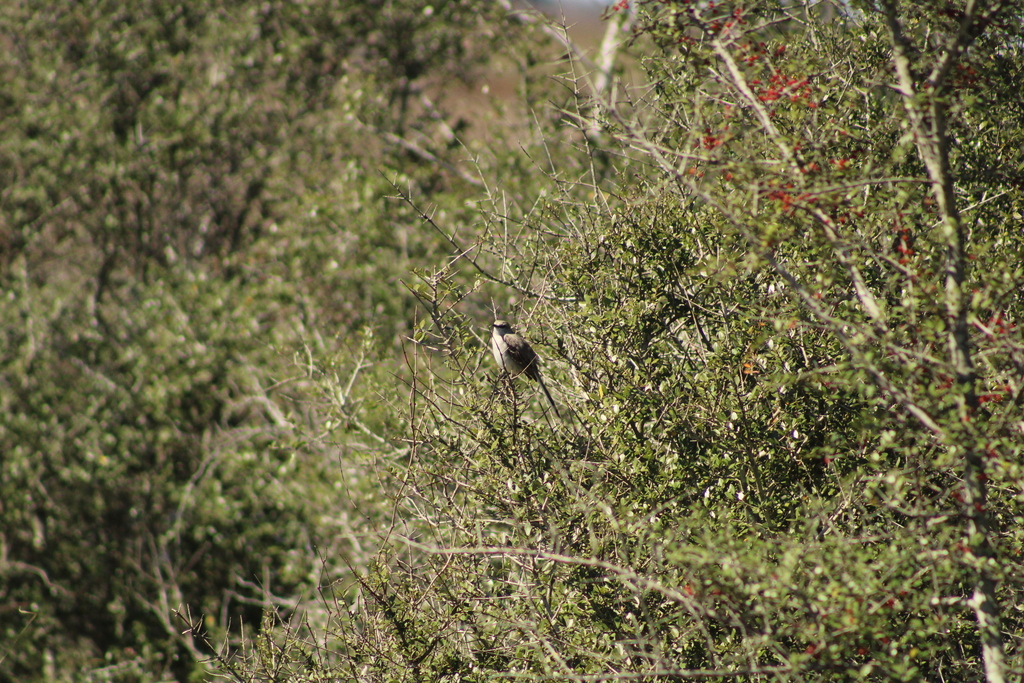 Northern Mockingbird from Colorado County, TX, USA on February 12, 2024 ...
