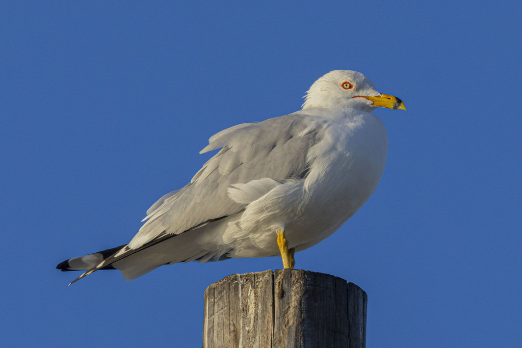 Ring-billed Gull from Cameron County, TX, USA on February 19, 2024 at ...
