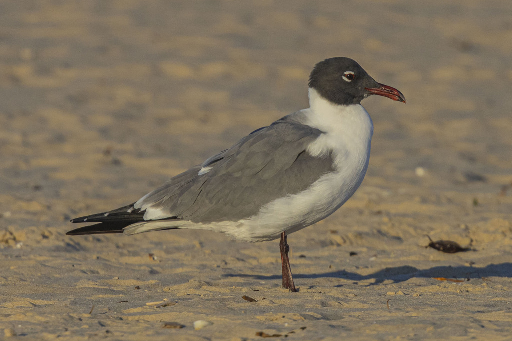 Laughing Gull from Cameron County, TX, USA on February 19, 2024 at 05: ...