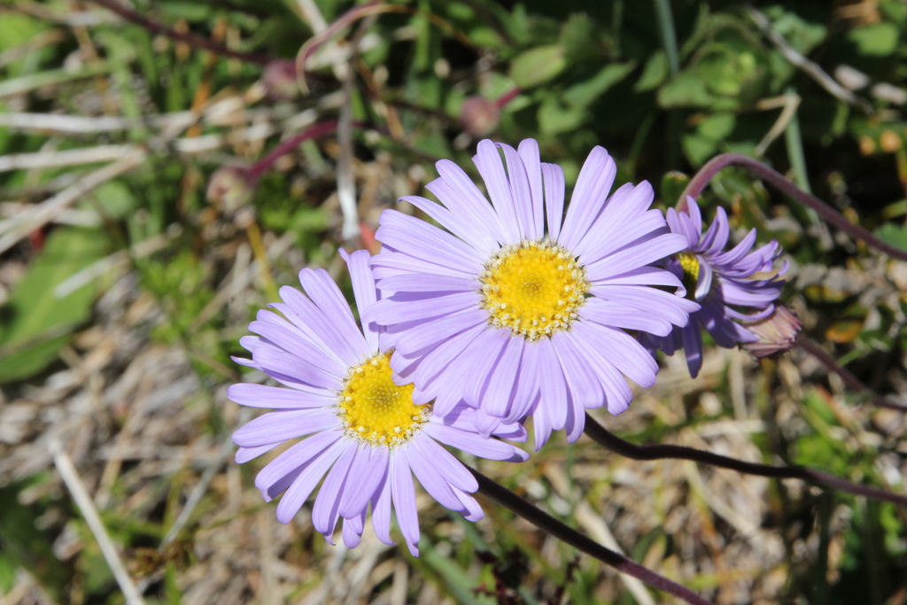 Spoon Daisy from Alpine National Park, Hotham Heights, VIC, AU on ...