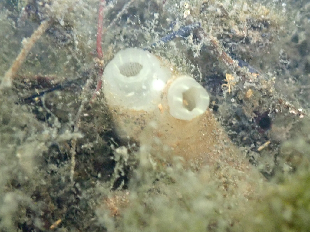 Ciona robusta from Greater Geelong - Pt B, AU-VI, AU on February 20 ...