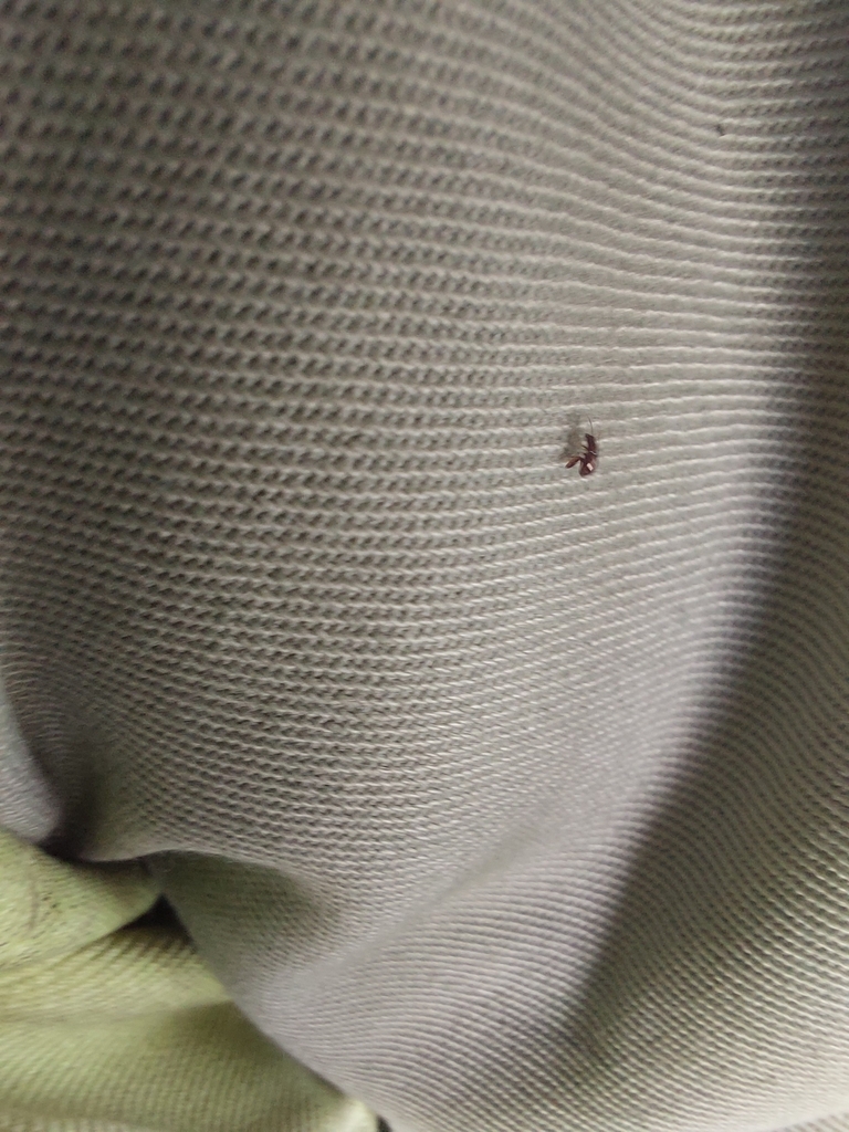 Flea Beetles from 77963 Q.R., México on February 19, 2024 at 04:41 PM ...